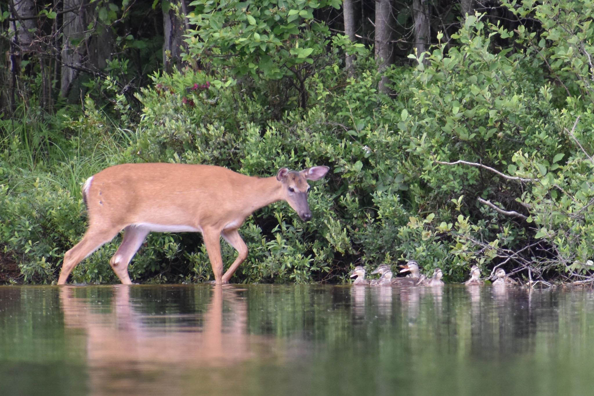 D’oh! It’s some ducks | News, Sports, Jobs - Adirondack Daily Enterprise